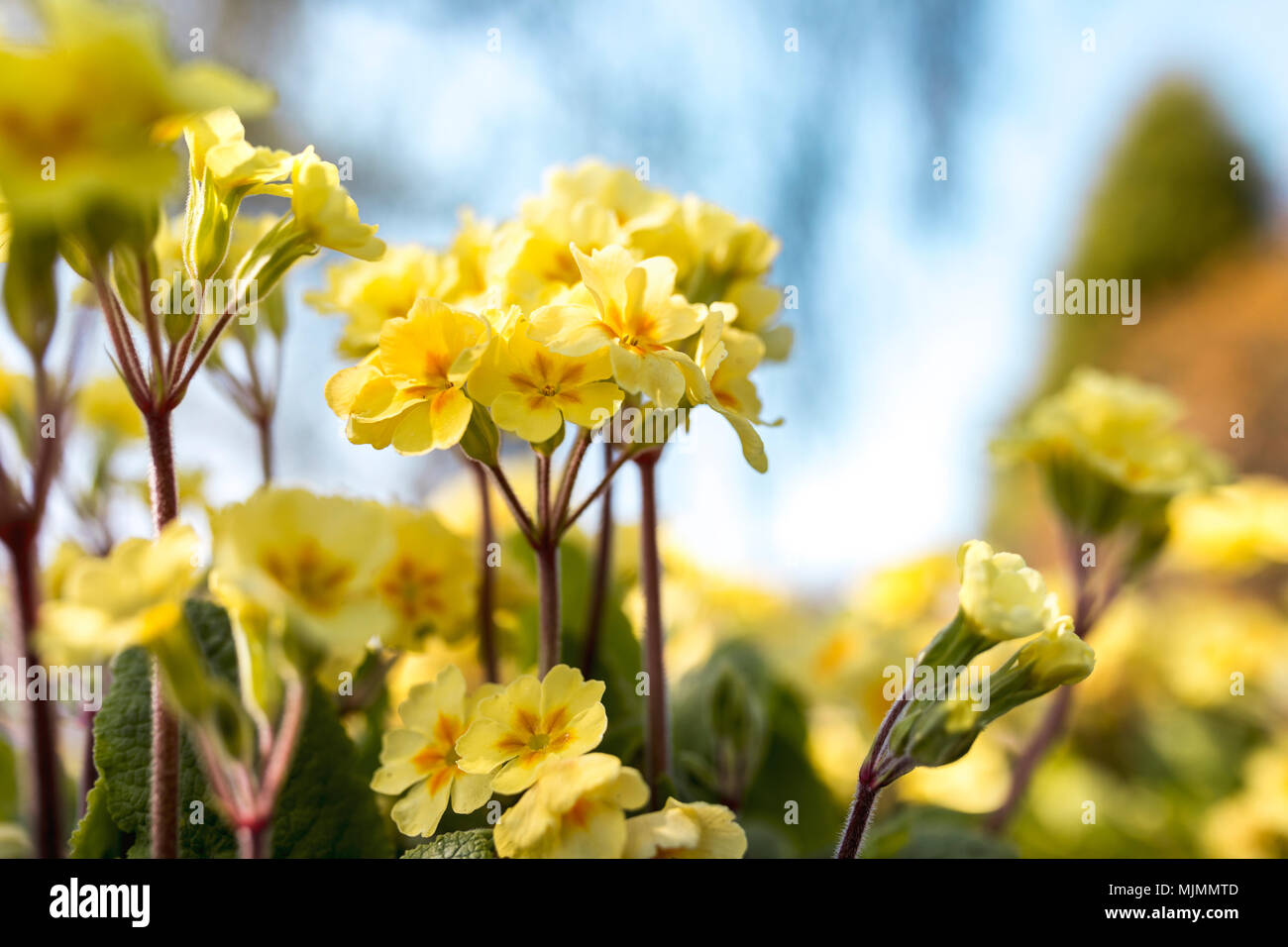 Vivid primrose hi-res stock photography and images - Alamy