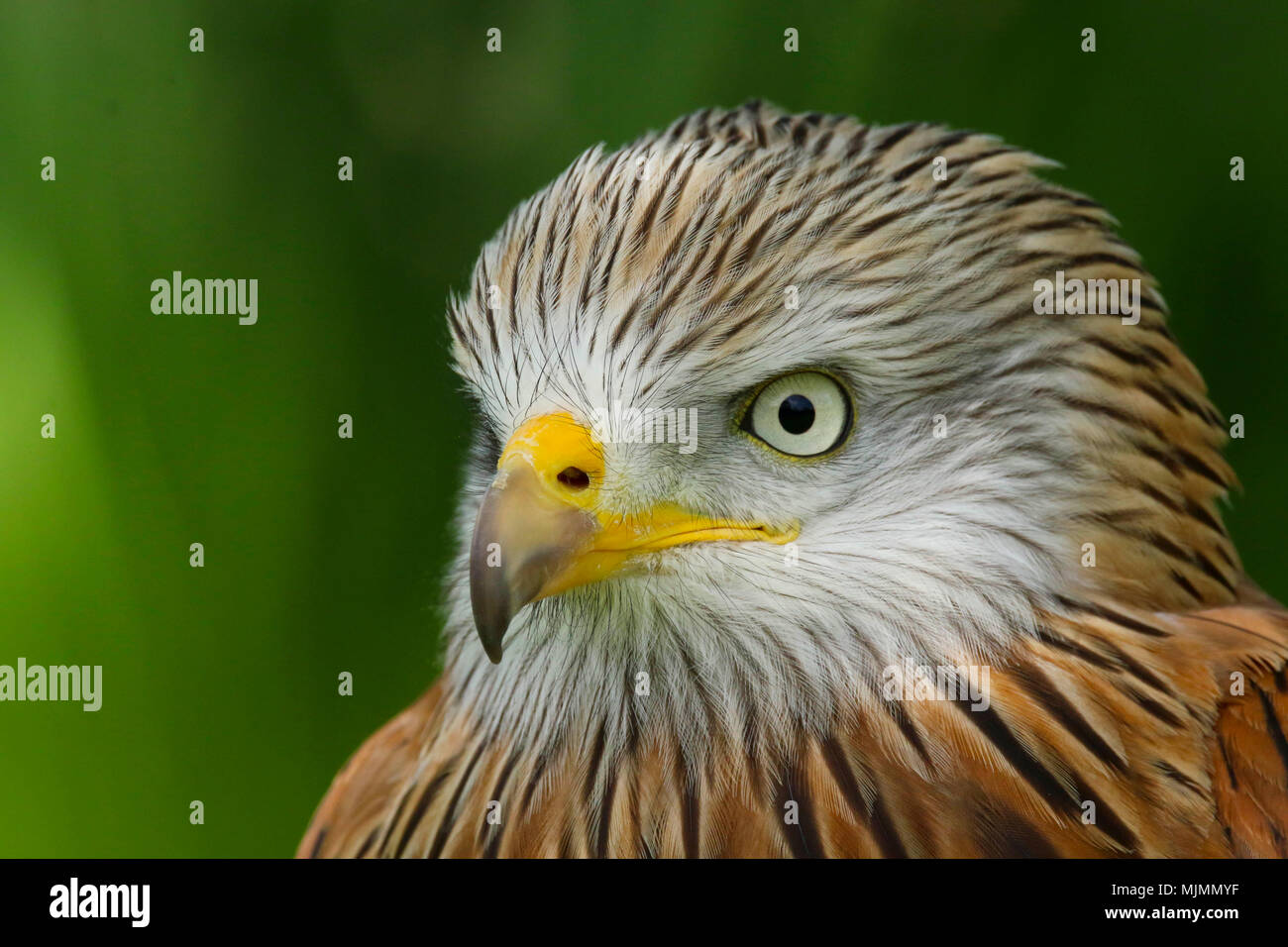 Head and shoulders portrait of a Red Kite (Milvus milvus) bird of prey ...
