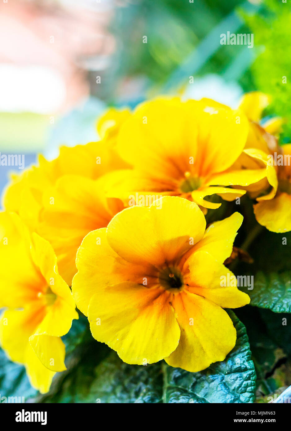 Beautiful blooming yellow primrose flowers in a galvanised flower pot ...