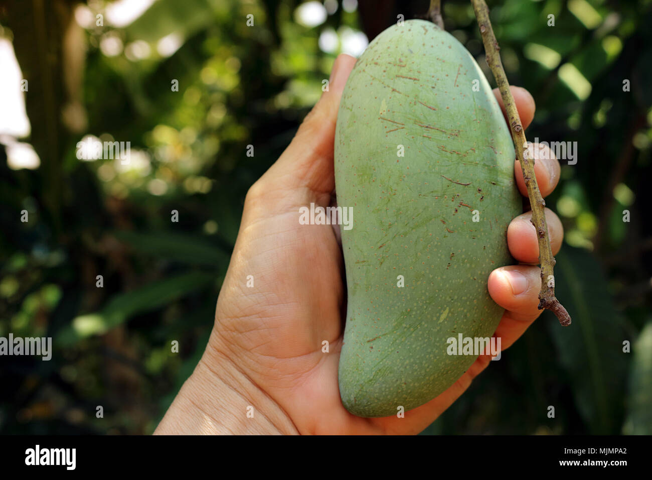 Hand hold mangoes khiaosawoey carry carefully, which on it's tree Stock ...