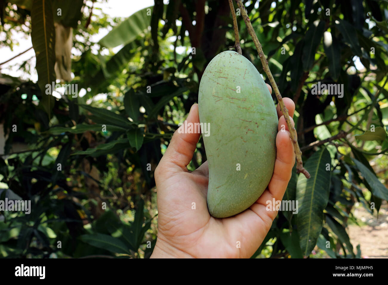 Hand hold mangoes khiaosawoey carry carefully, which on it's tree Stock ...