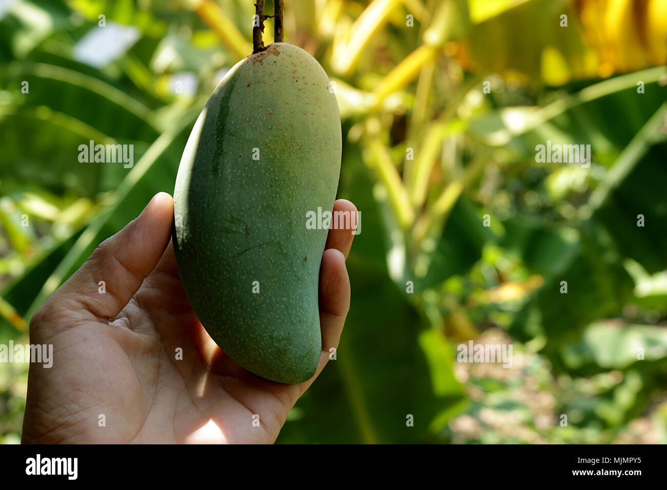 Hand hold mangoes khiaosawoey carry carefully, which on it's tree Stock ...