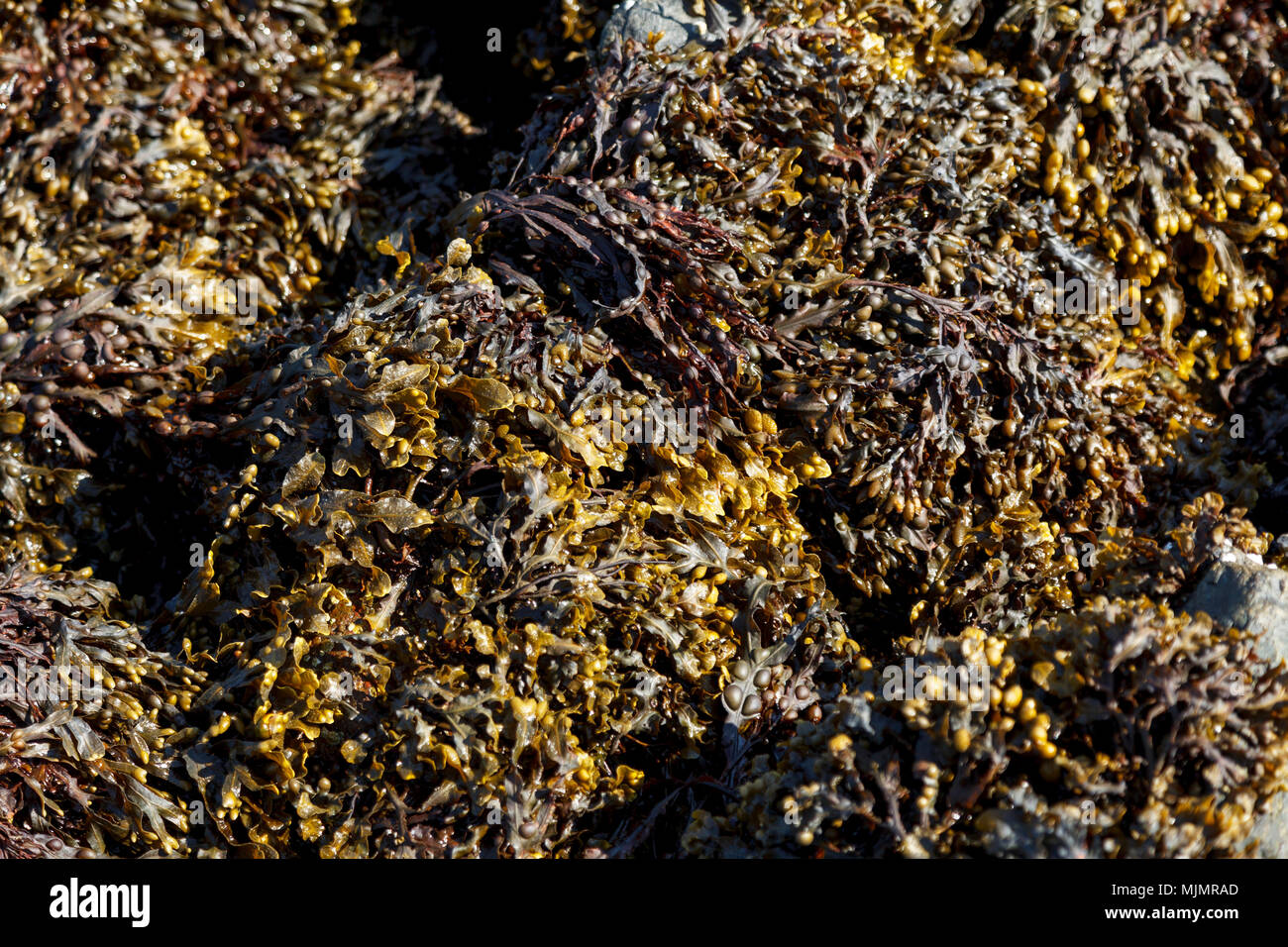 Botanical beach seaweed hi-res stock photography and images - Alamy