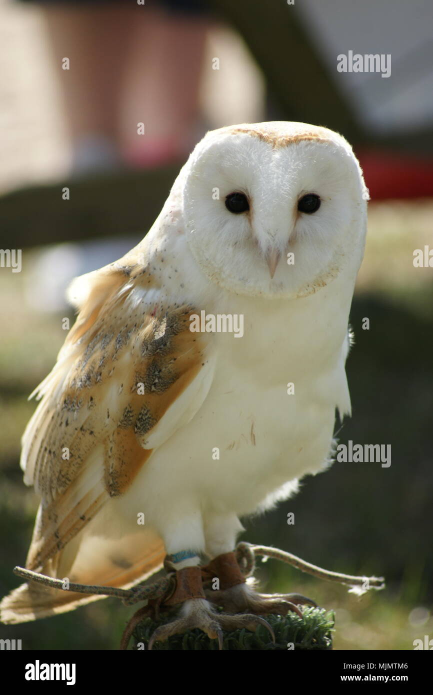 Wise old birds hi-res stock photography and images - Alamy