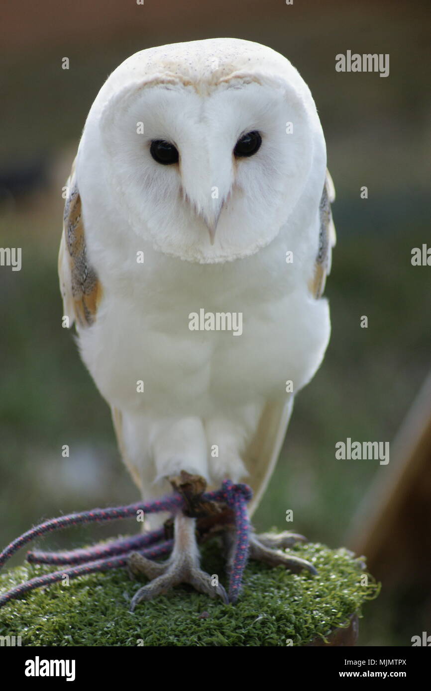 Birds of pray display hi-res stock photography and images - Alamy