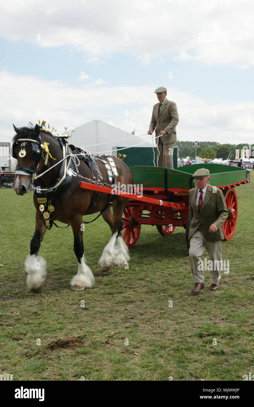 Shire sheep hi-res stock photography and images - Alamy