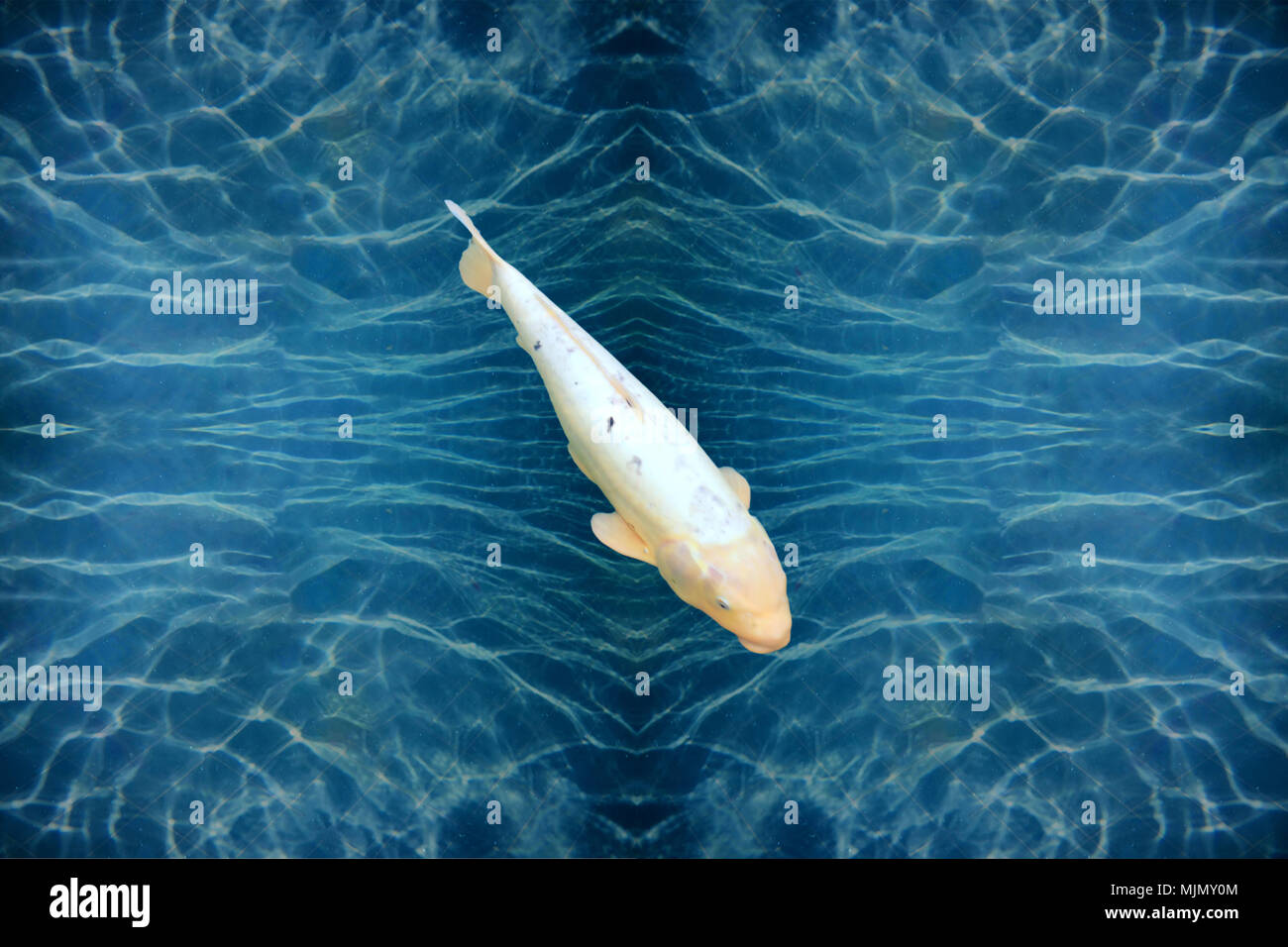 Mirror carp underwater hi-res stock photography and images - Alamy