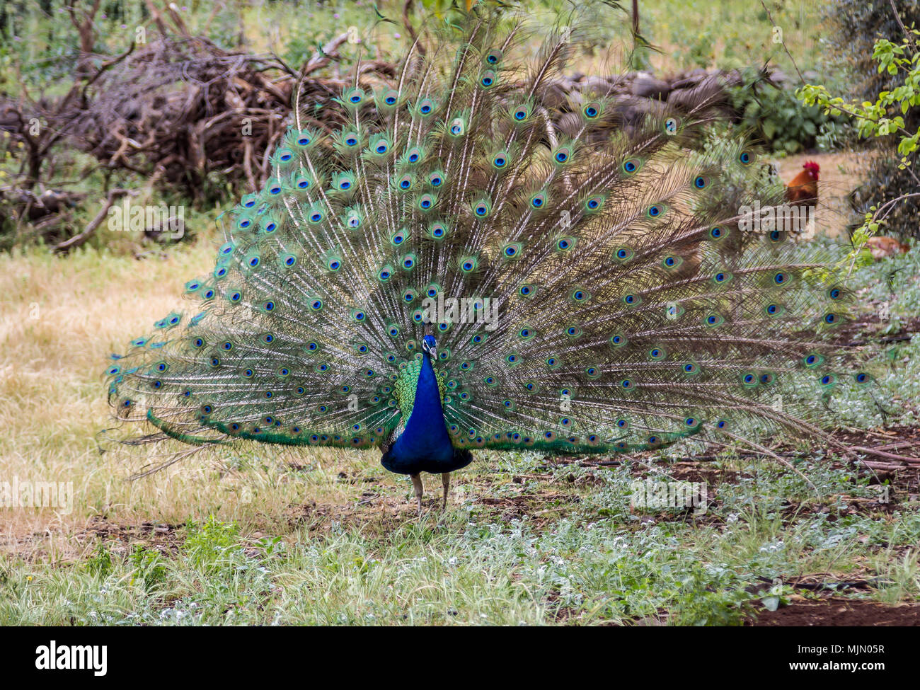 Peacock with open tail in garden in The Greek Orthodox Church of the ...