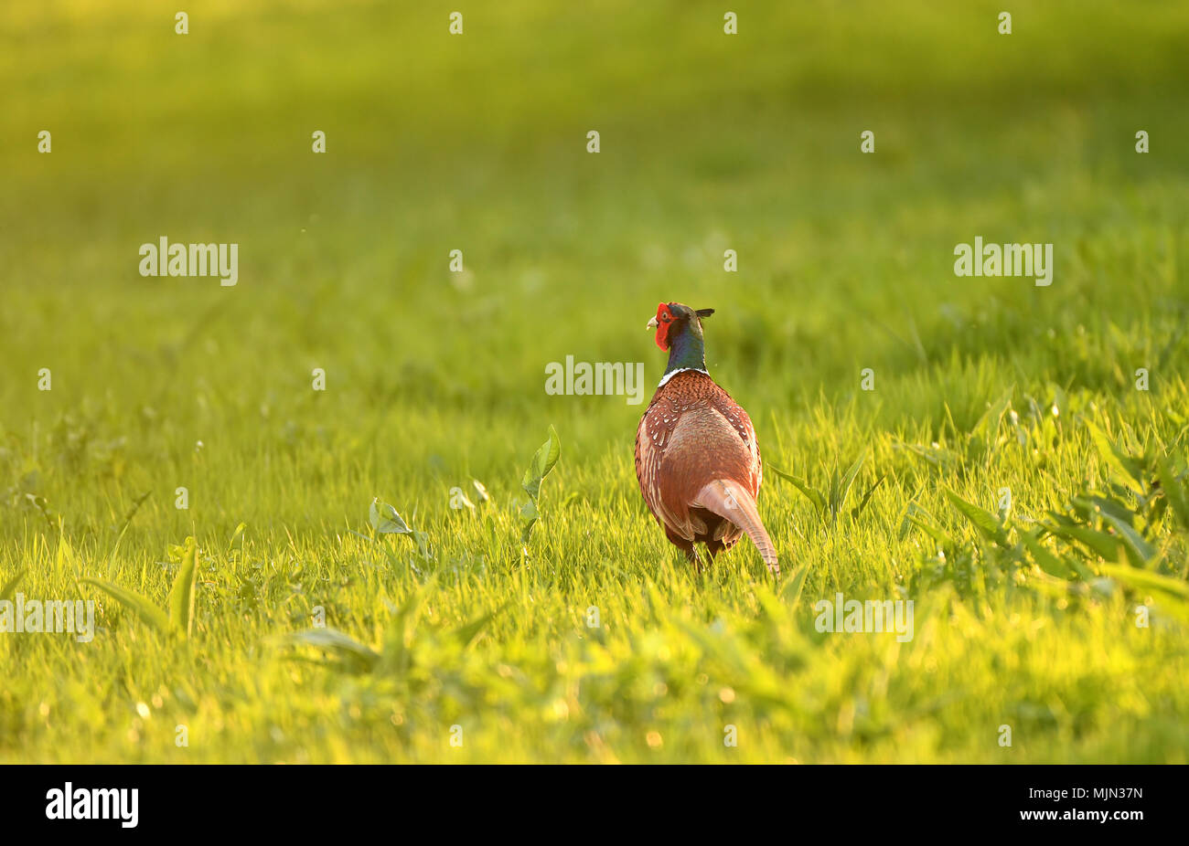Wild pheasant in a lawn lit by evening light Stock Photo - Alamy