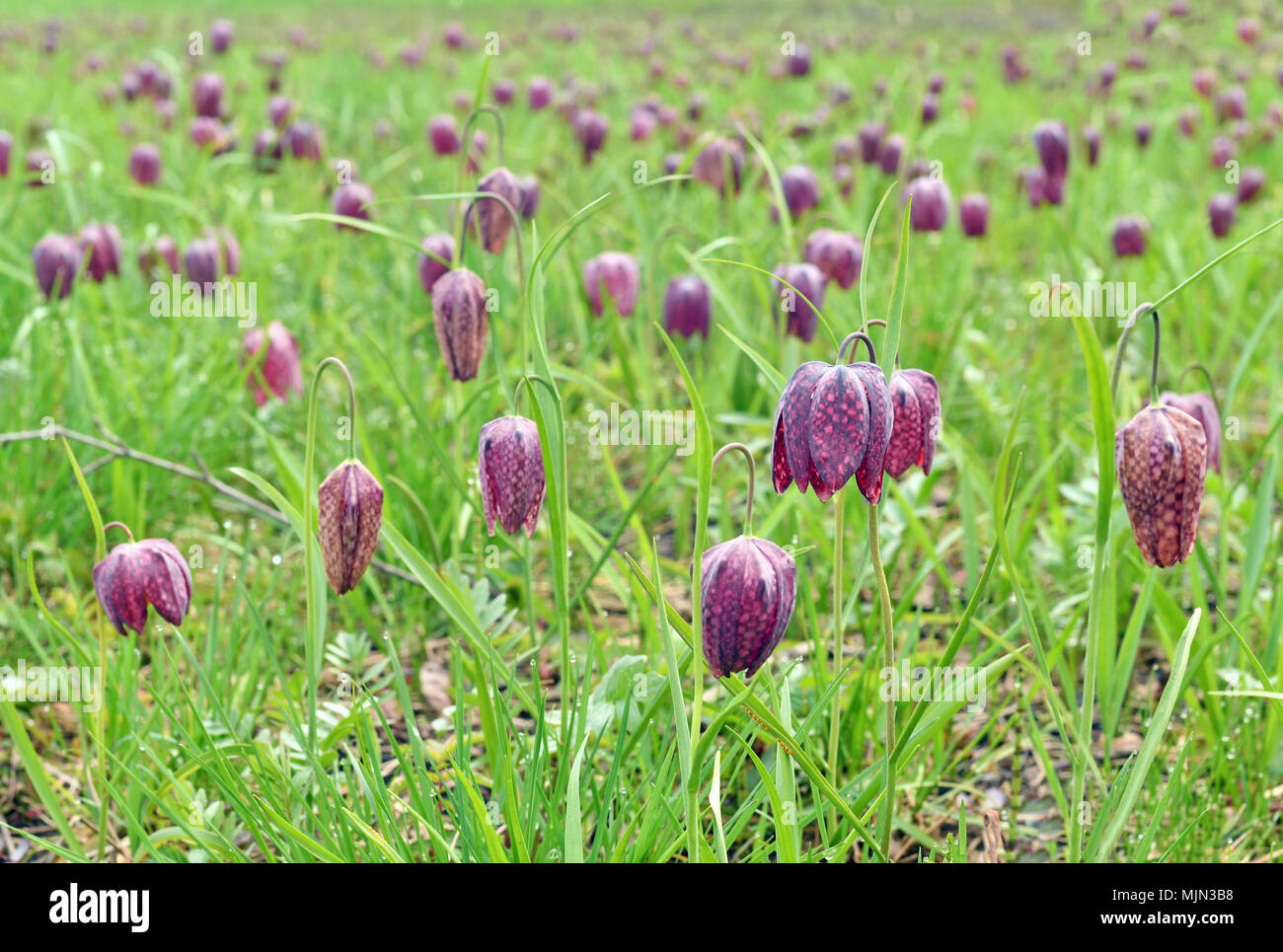 Drooping lily flowers hi-res stock photography and images - Alamy