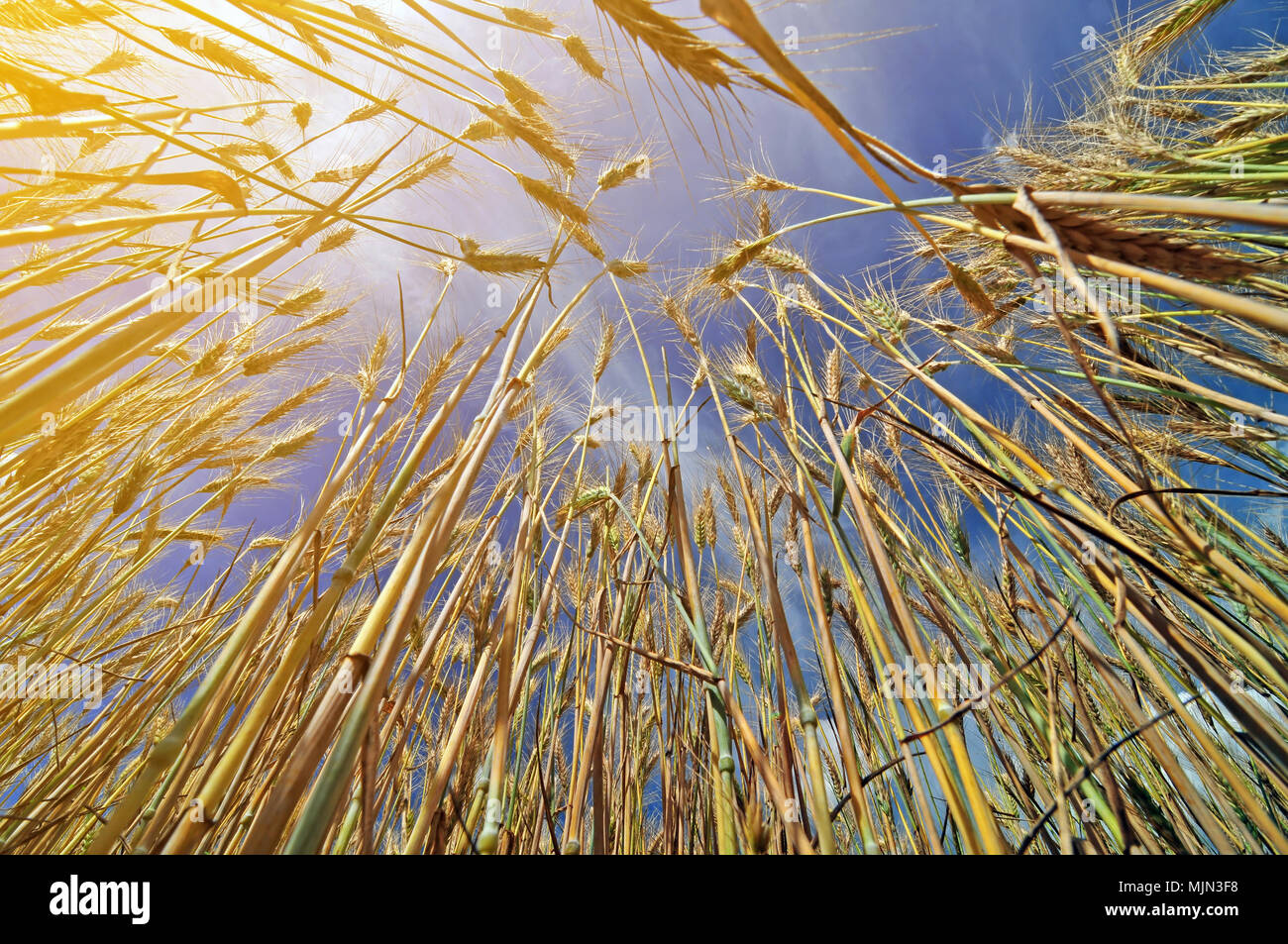 Barley cultivation hi-res stock photography and images - Alamy