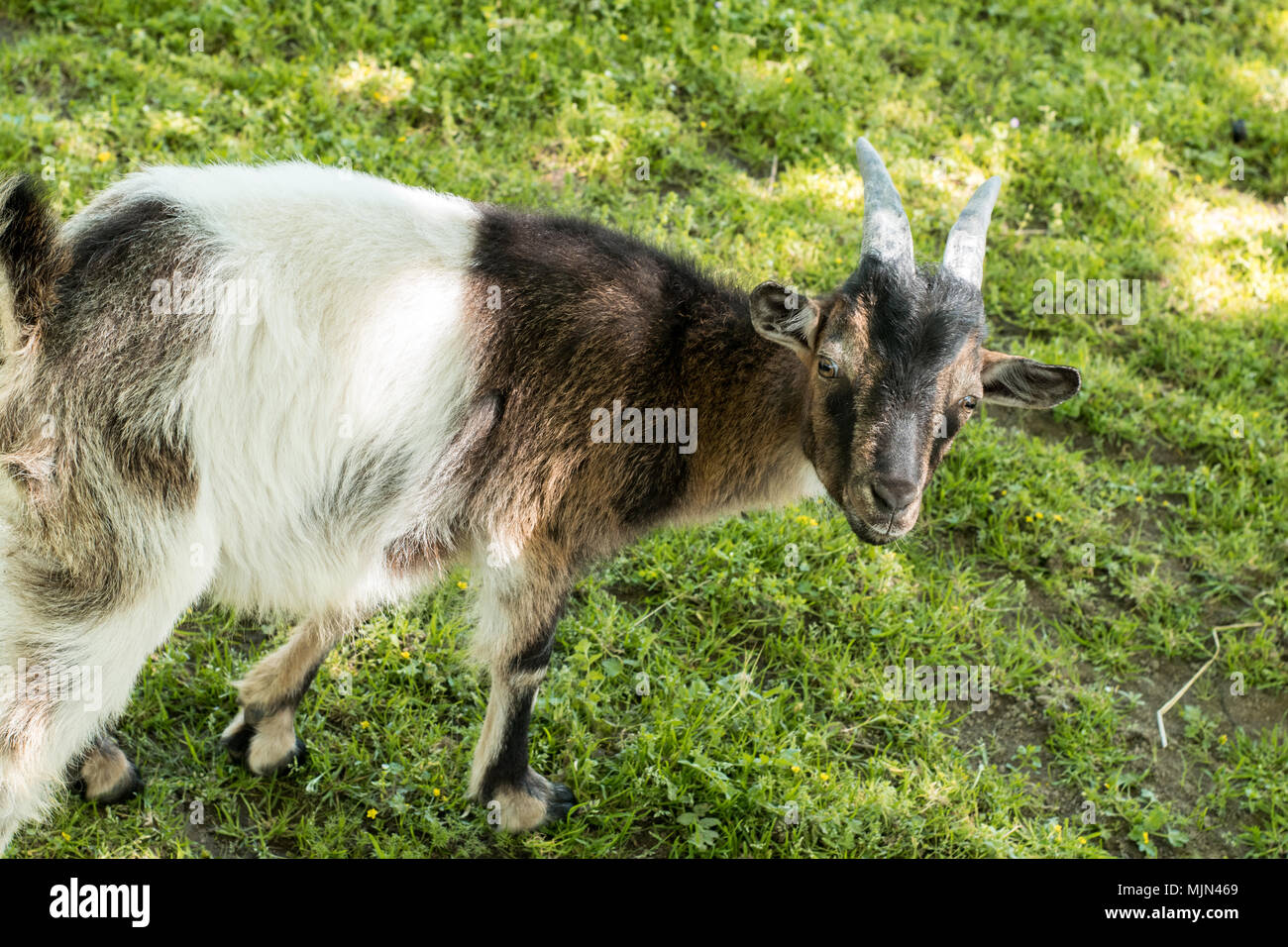 Farming goat hi-res stock photography and images - Alamy
