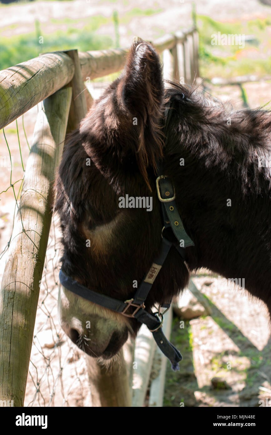 Donkey Burro Asno High Resolution Stock Photography and Images - Alamy