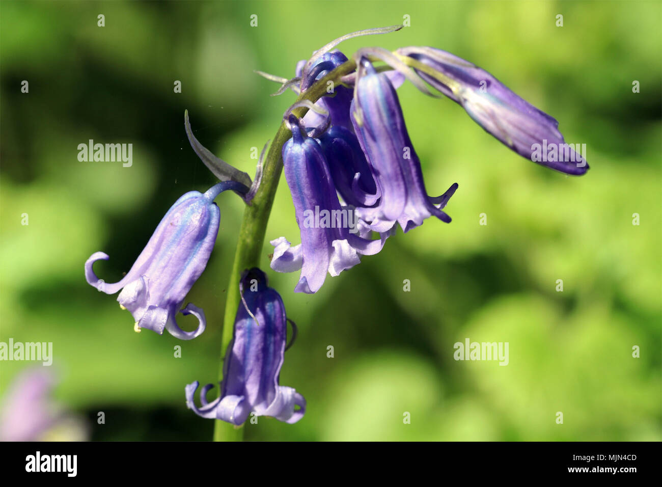 Study in texture hi-res stock photography and images - Alamy
