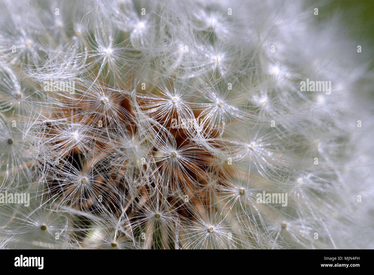 Dandelion seed pods hi-res stock photography and images - Alamy