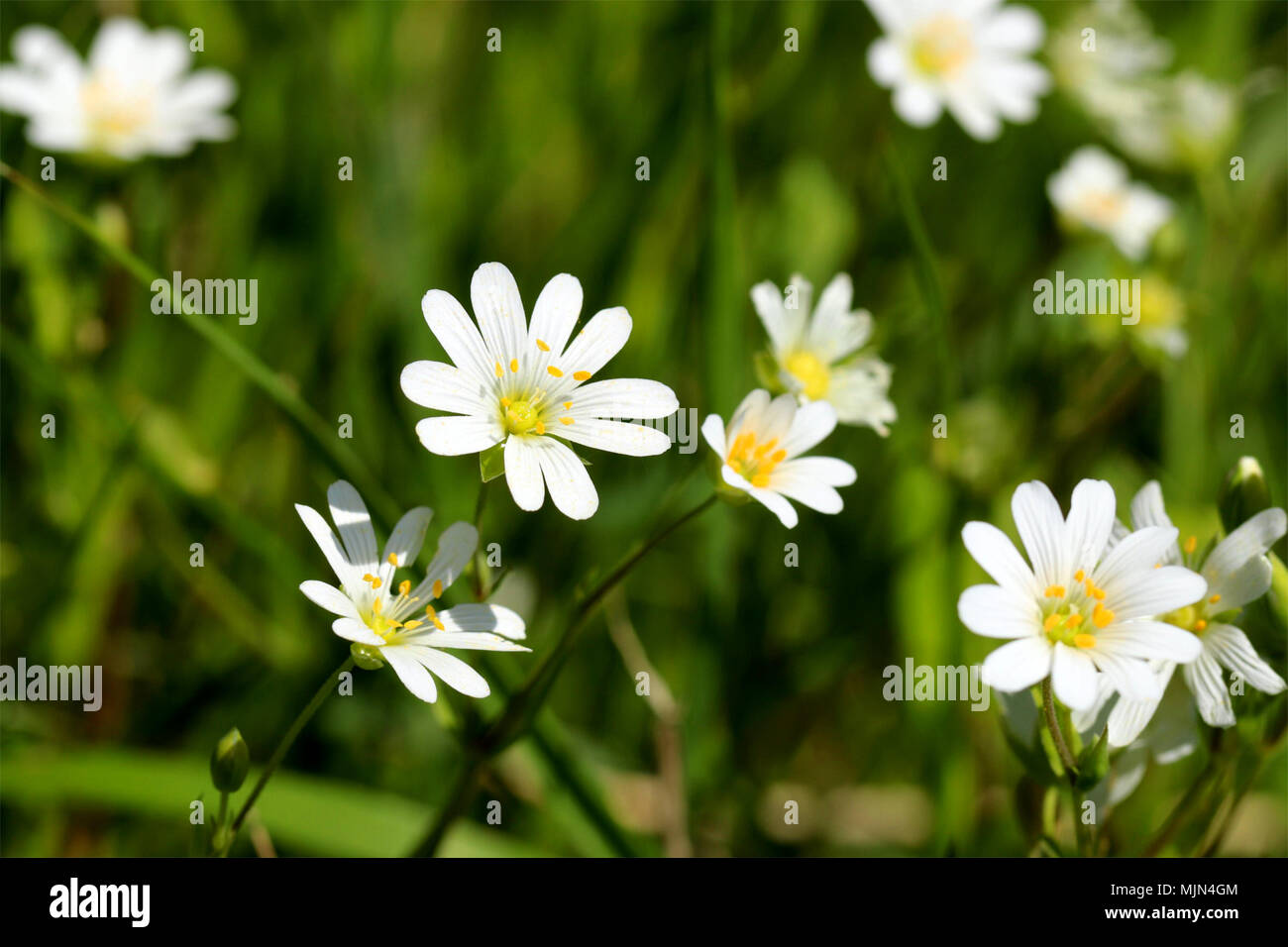 Drawing of stitchwort hi-res stock photography and images - Alamy