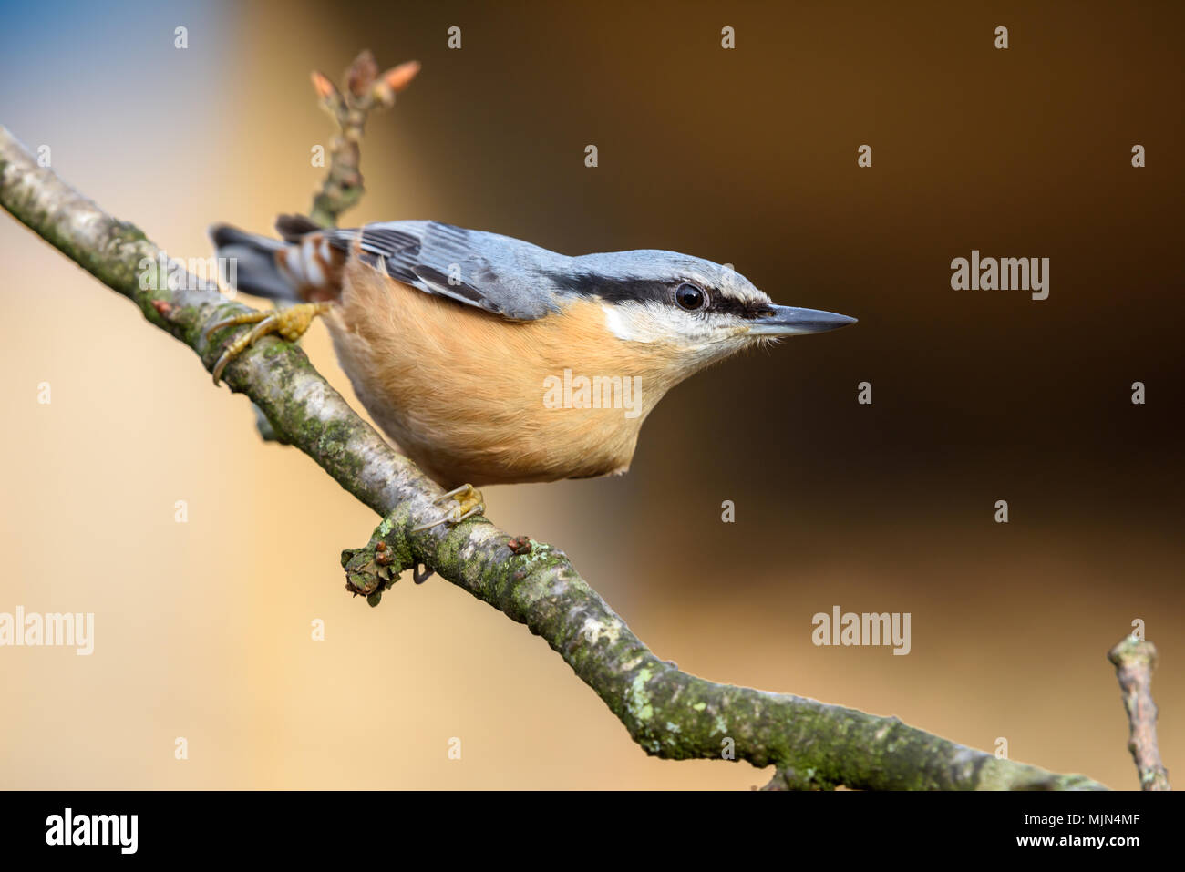 Beautiful nuthatch hi-res stock photography and images - Alamy