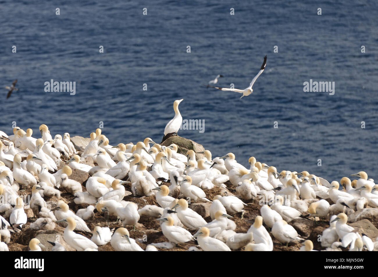 Birds of newfoundland hi-res stock photography and images - Alamy