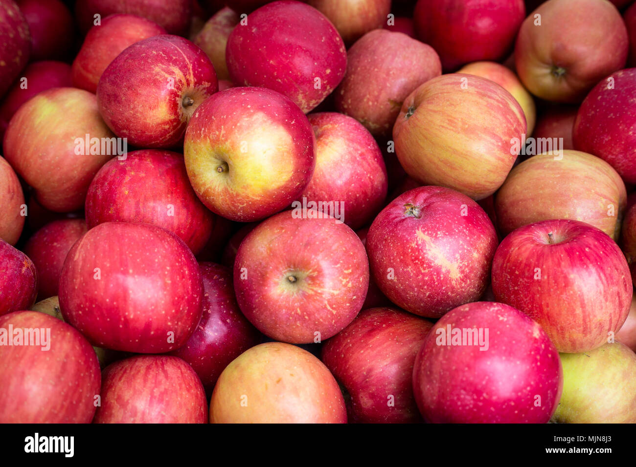 Fresh Organic Apples at a Local Farmer's Market Stock Photo - Alamy