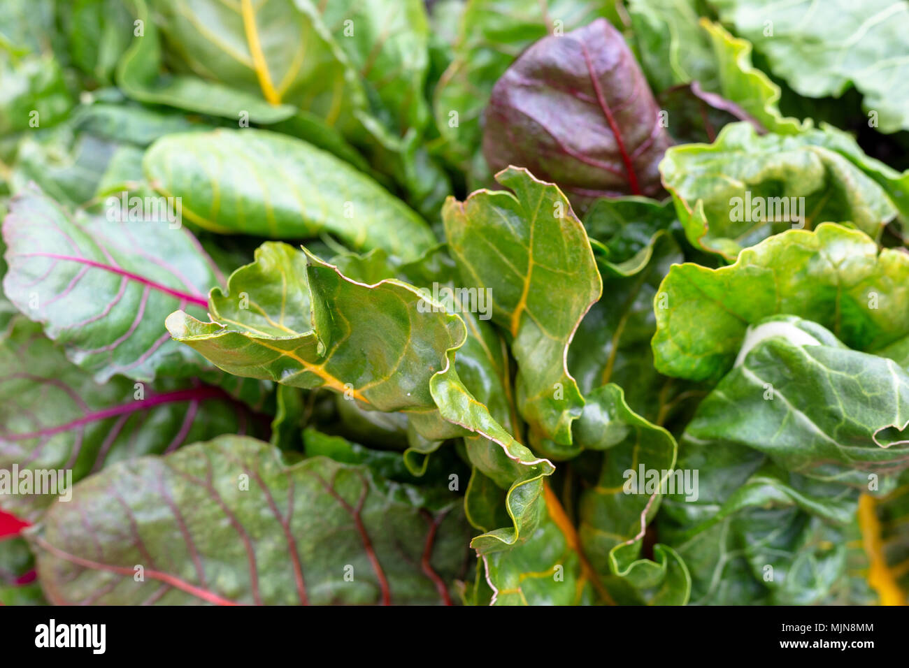 Swiss charde hi-res stock photography and images - Alamy
