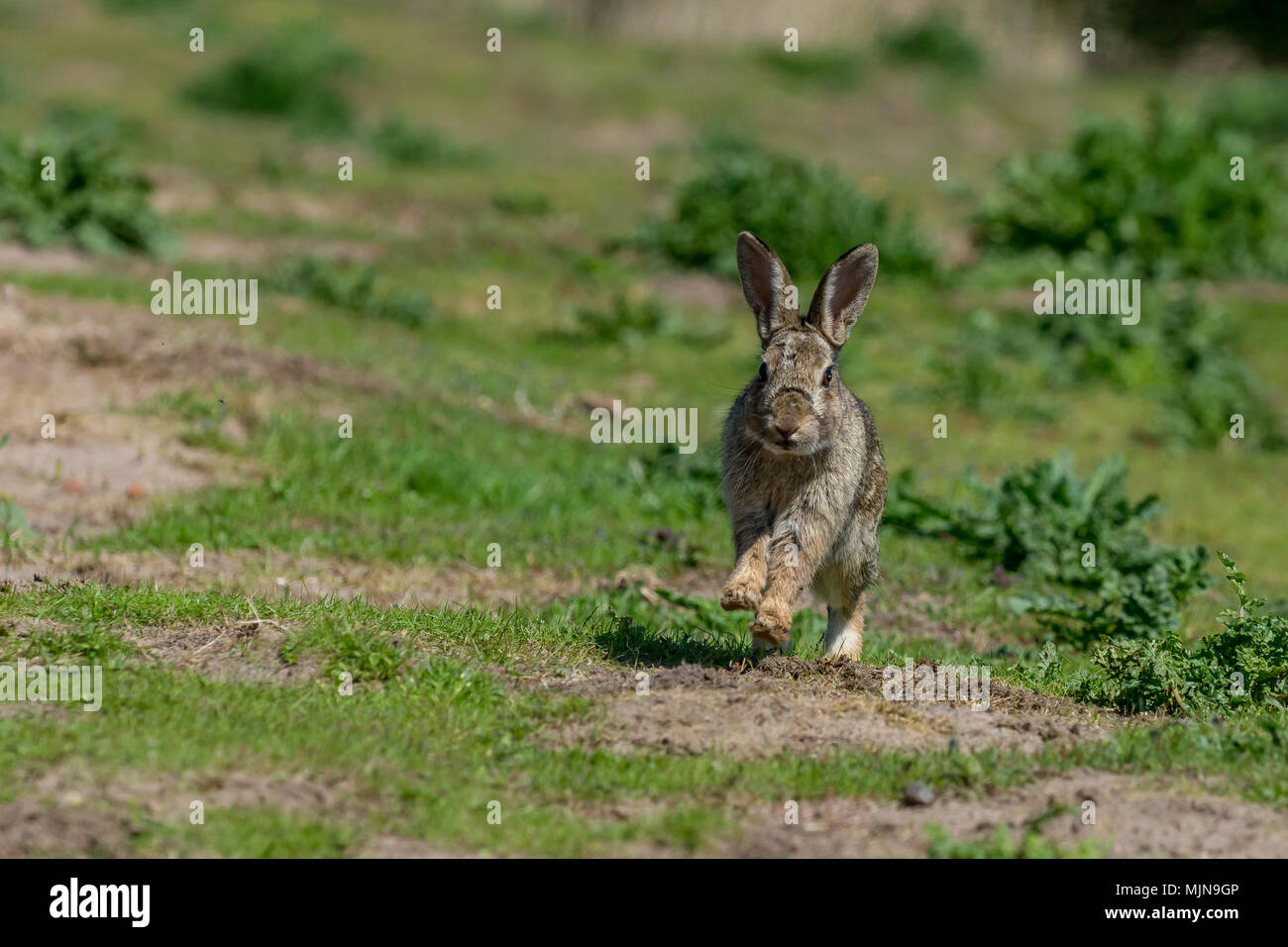 Wild rabbit bounding towards the camera, with front legs raised Stock ...