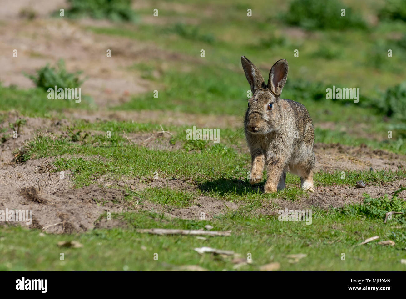 Animal bounding hi-res stock photography and images - Alamy