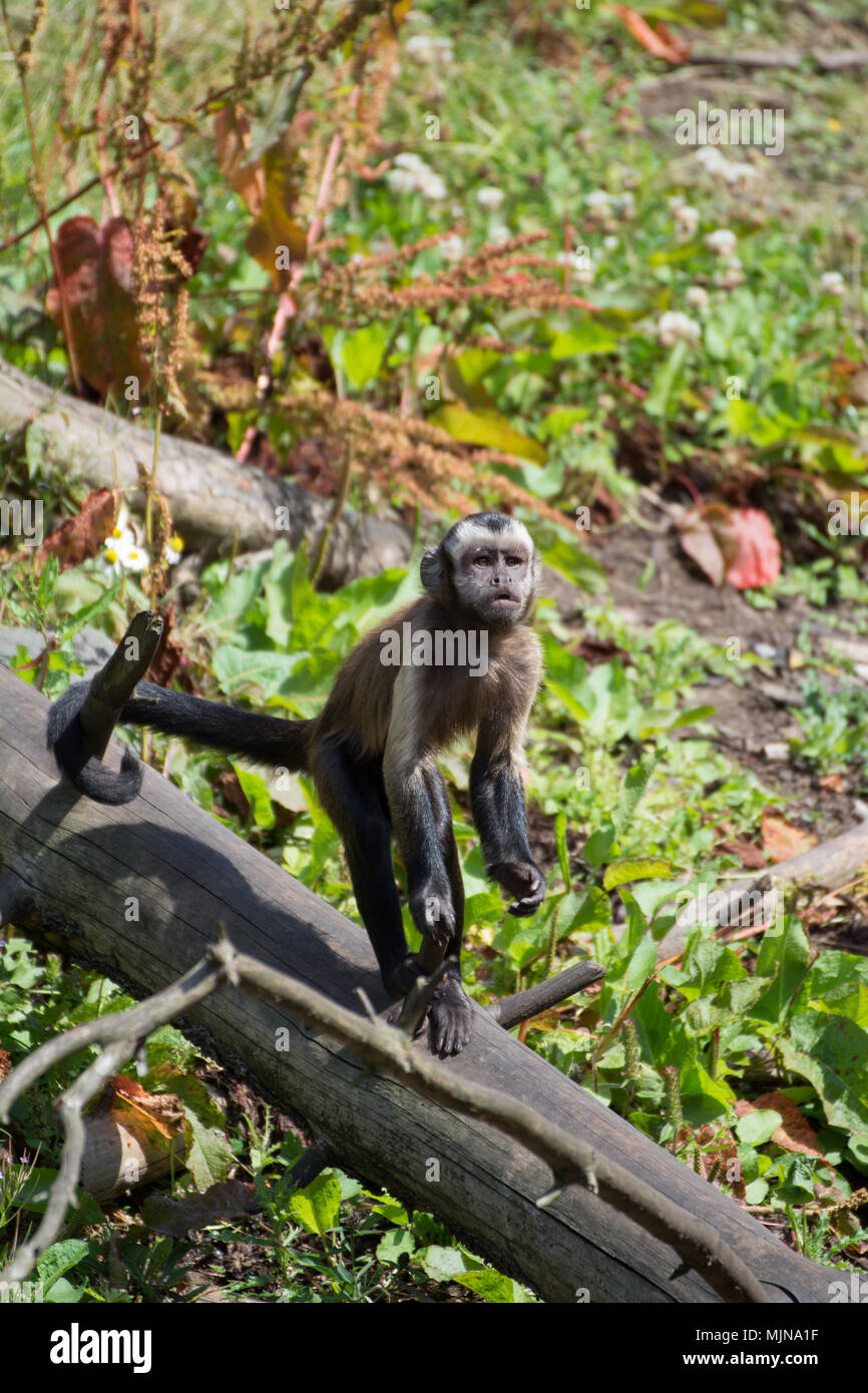 Tufted Capuchin Stock Photos & Tufted Capuchin Stock Images - Alamy