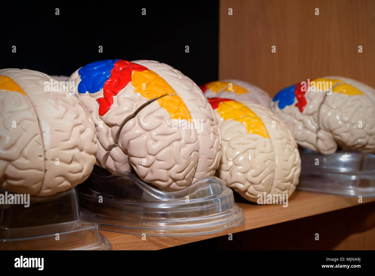 Real human brain anatomy hi-res stock photography and images - Alamy