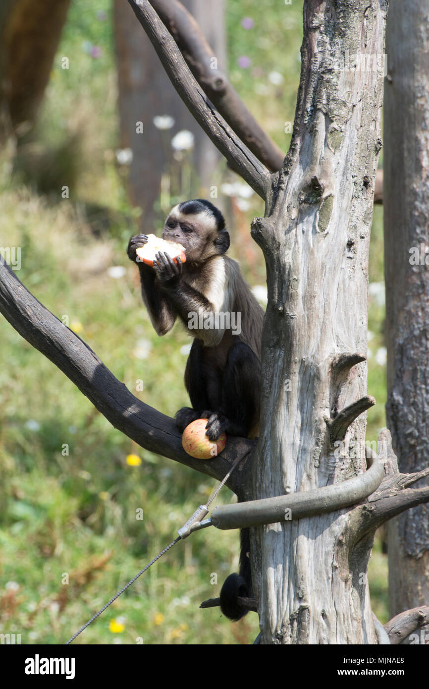 Monkey eating an apple hi-res stock photography and images - Alamy