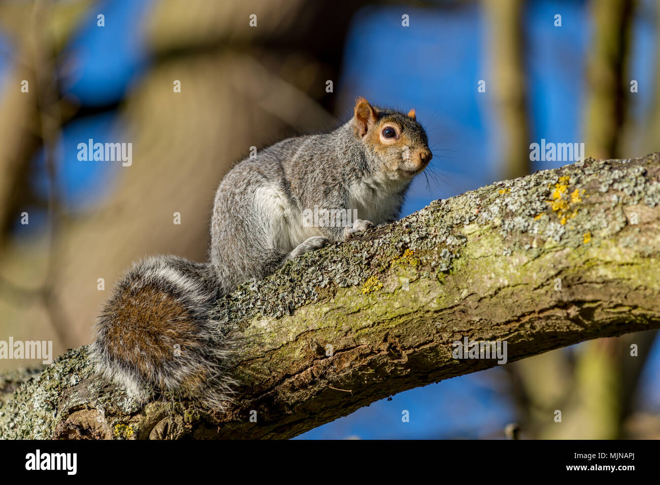 Grey squirrel bushy tail hi-res stock photography and images - Alamy