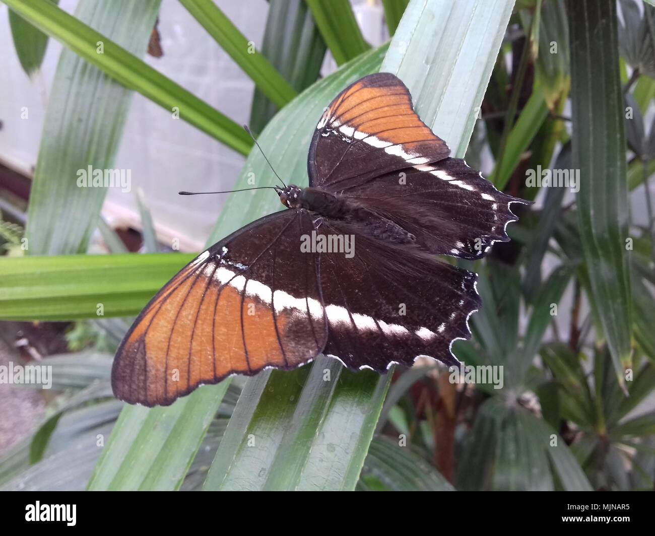 Rusty-tipped page butterfly, Siproeta epaphus, a tropical butterfly at ...
