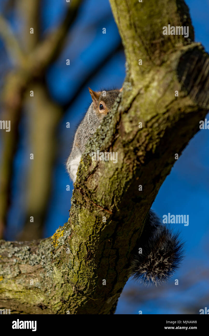 Spying on squirrel hi-res stock photography and images - Alamy