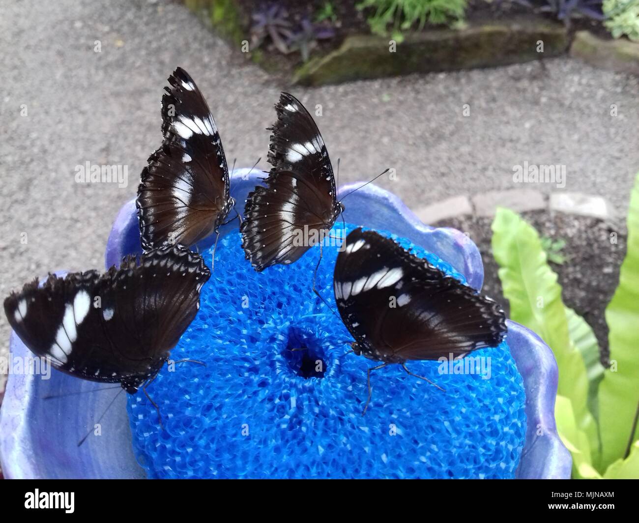 tropical butterfly at rest showing upper wings Stock Photo - Alamy