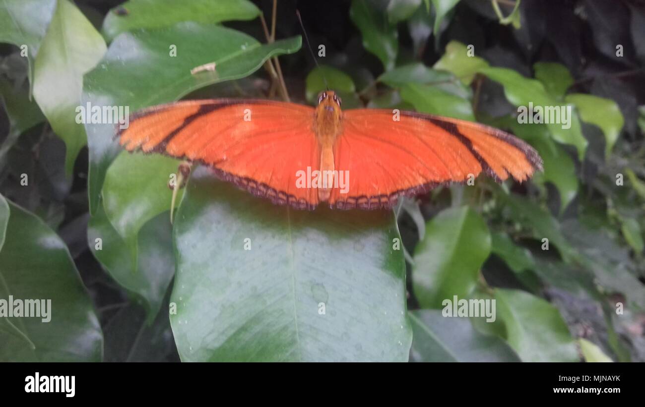 Upper wing pattern hi-res stock photography and images - Alamy