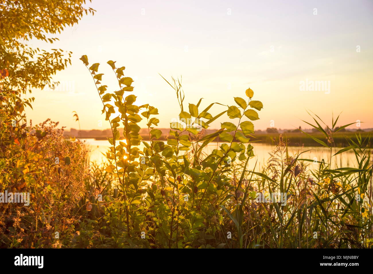 Reeds and branches of a bush in the foreground near a river in sunlight ...