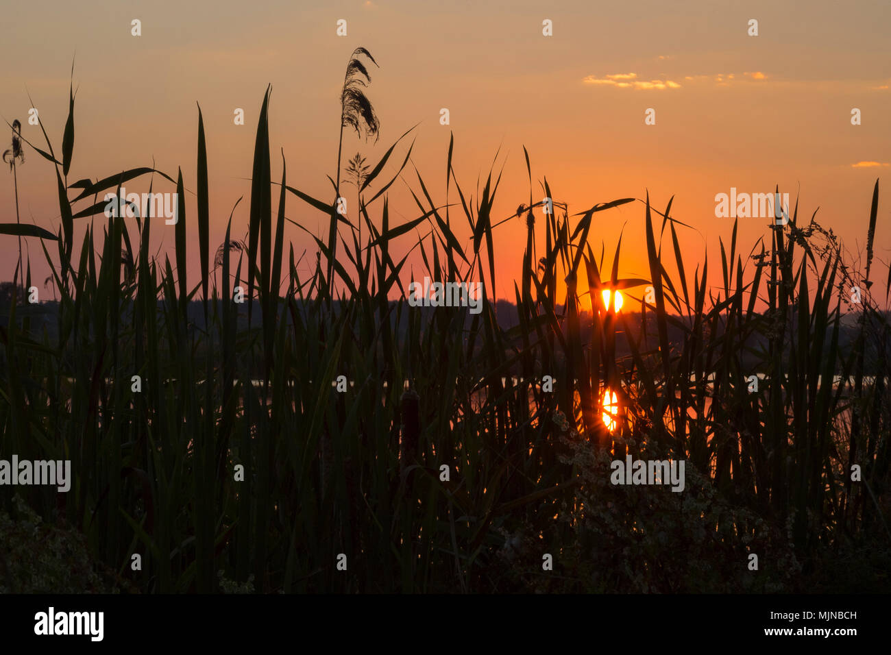 Reeds in the foreground near a river in sunlight at sunset. Reed in the ...