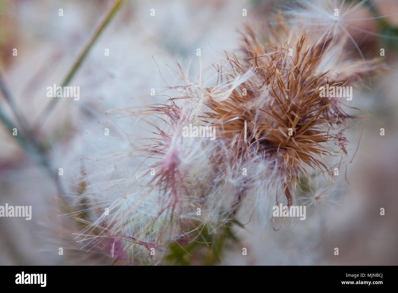 Dried thistle hi-res stock photography and images - Alamy