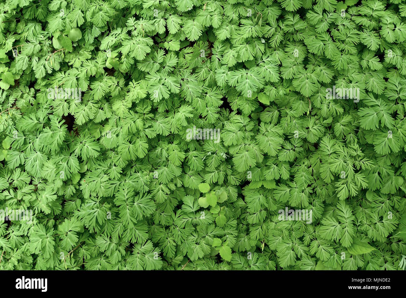 Detail of the highly dissected leaves of a Dutchman's breeches plant ...