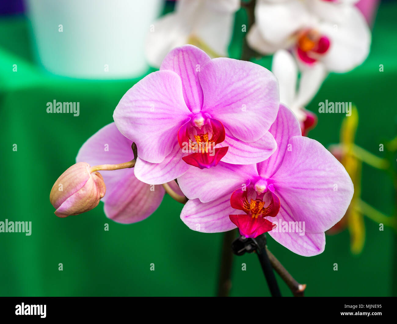 Close-up of beautiful Pink Moon Orchid, Phalaenopsis amabilis, on green ...