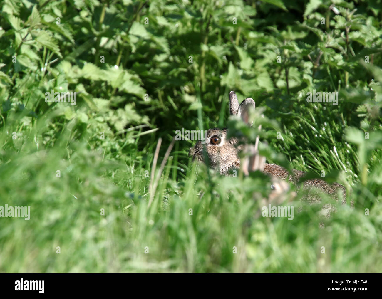Wild rabbits england hi-res stock photography and images - Alamy