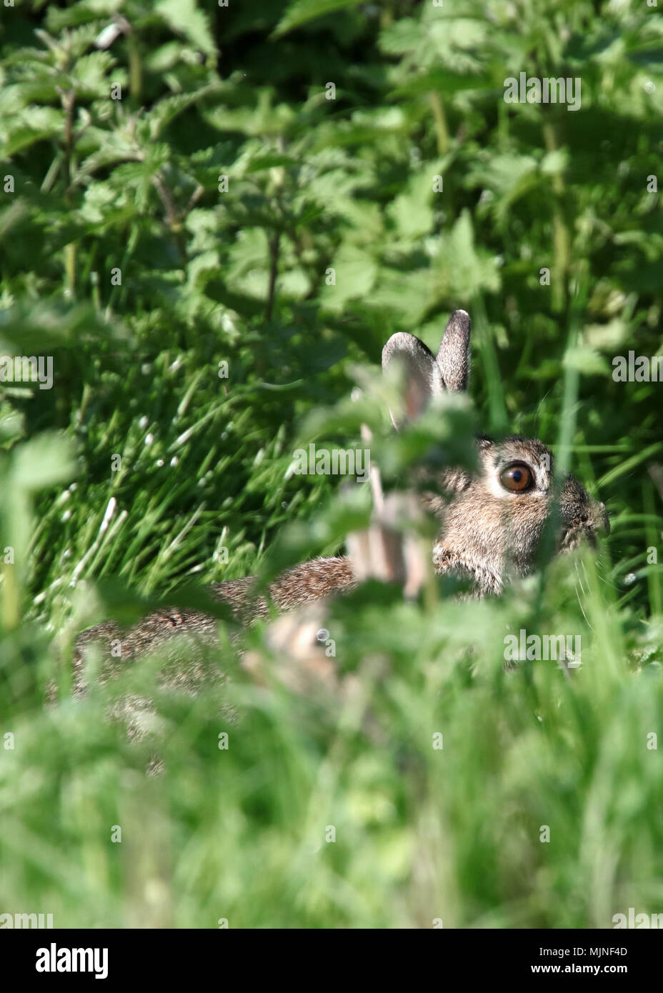 Wild Rabbits England High Resolution Stock Photography and Images - Alamy