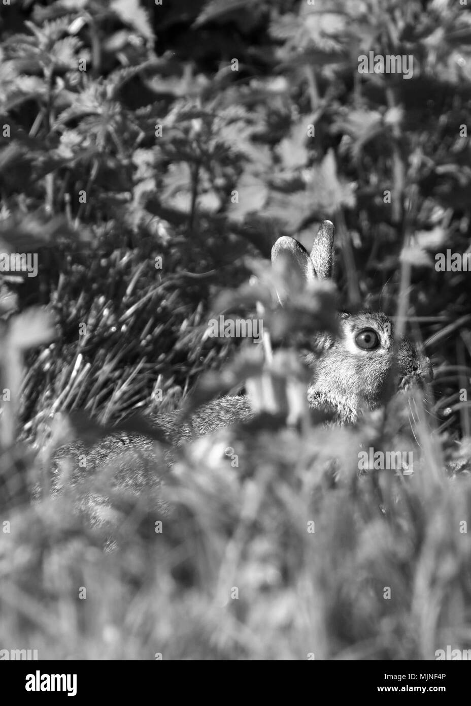Hidden rabbit Black and White Stock Photos & Images - Alamy