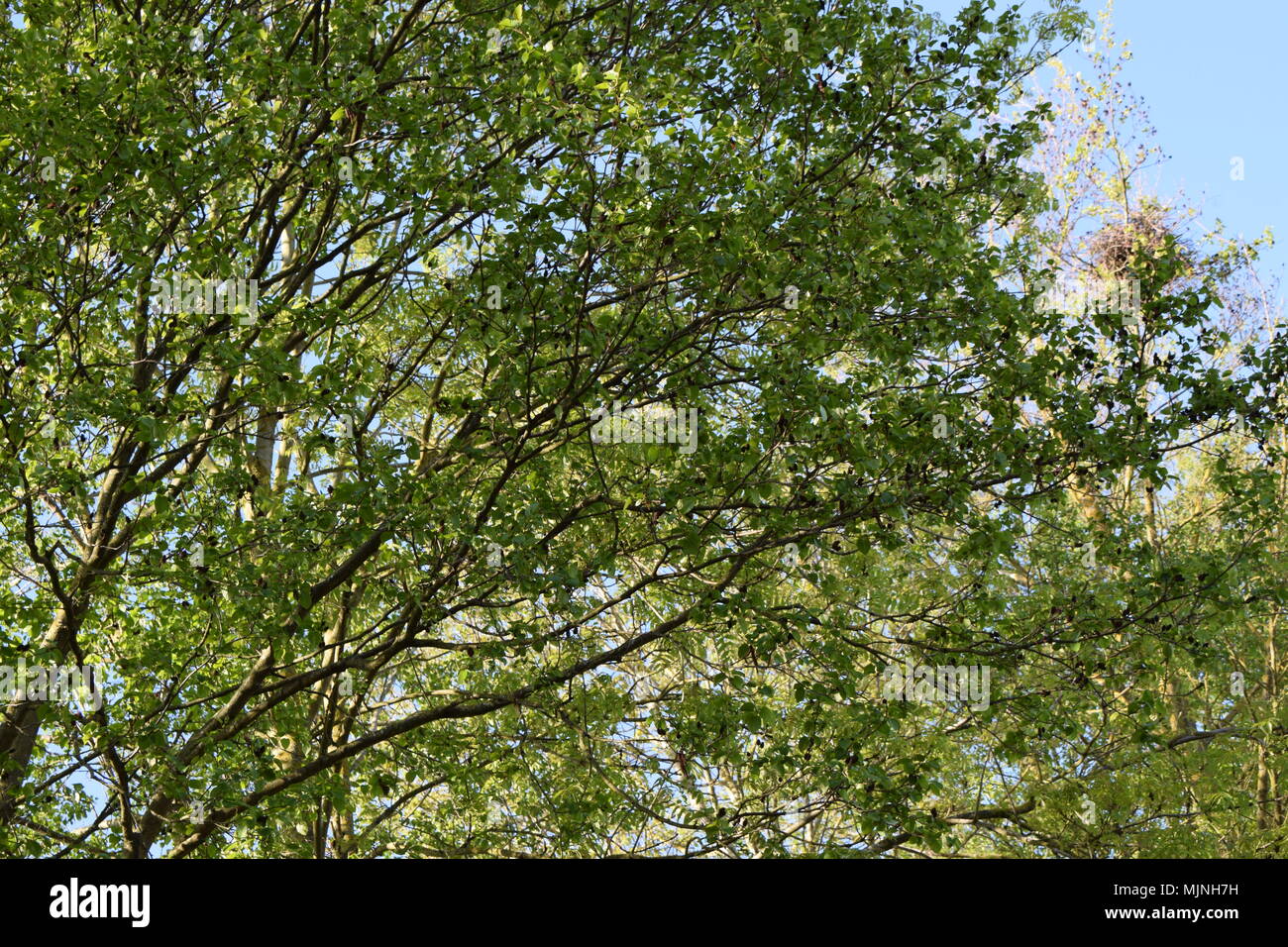 Spring brings out the best in nature Stock Photo - Alamy