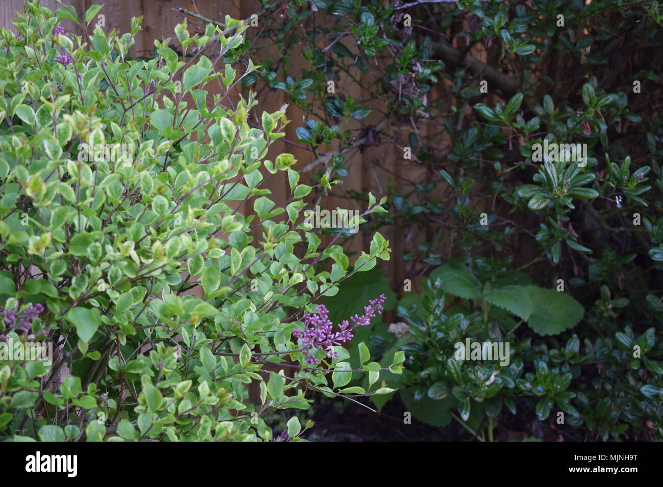 Spring brings out the best in nature Stock Photo - Alamy