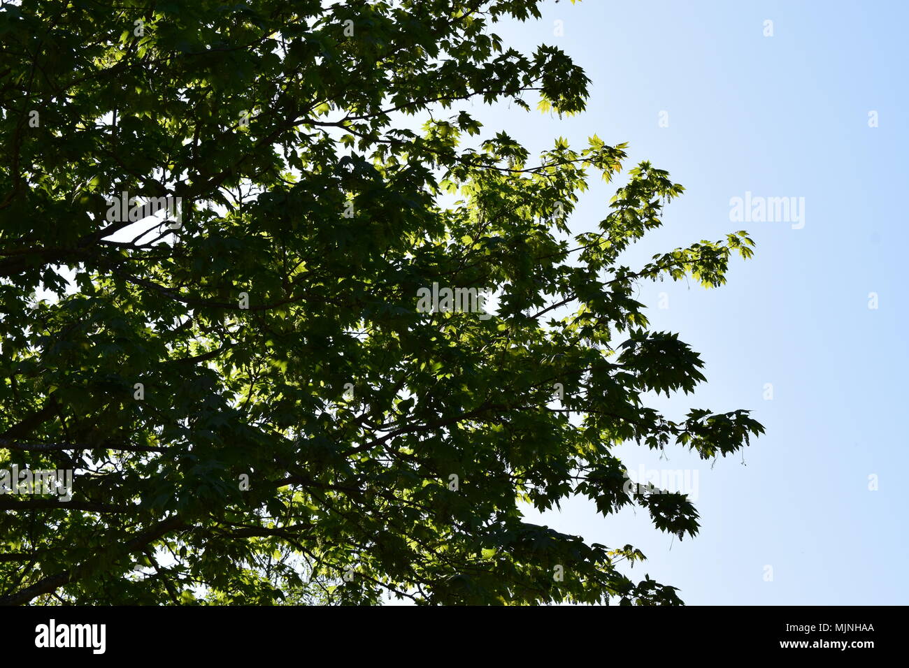 Spring brings out the best in nature Stock Photo - Alamy