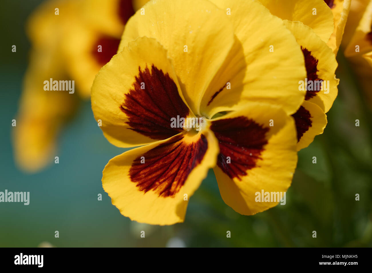 Pansy flower close up hi-res stock photography and images - Alamy