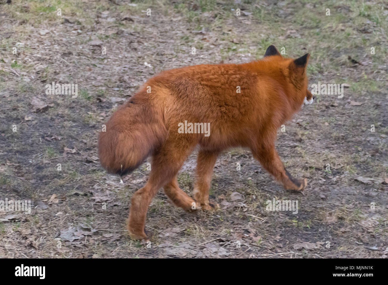 escaping red fox Stock Photo - Alamy