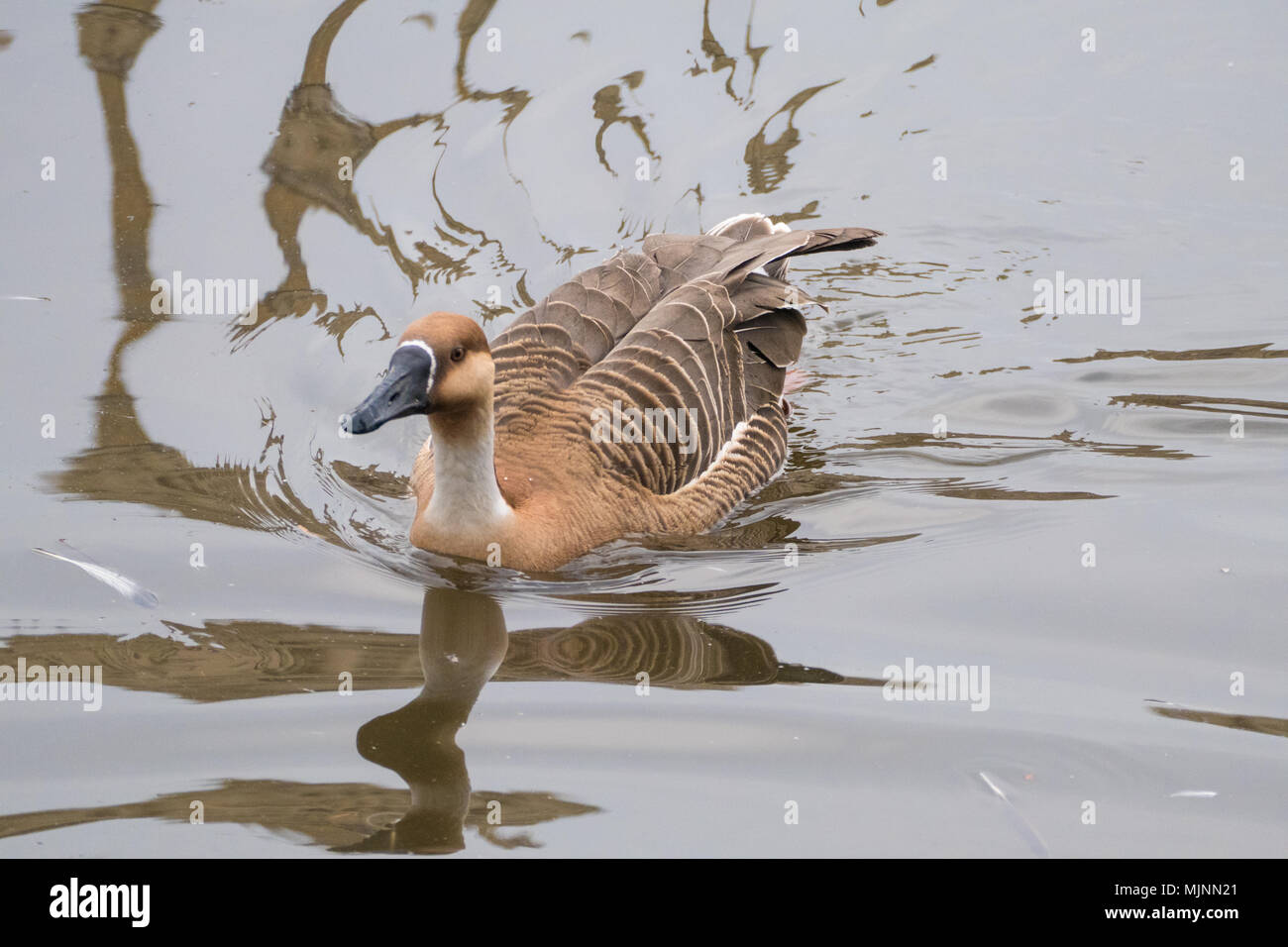 gray goose on the pond Stock Photo - Alamy