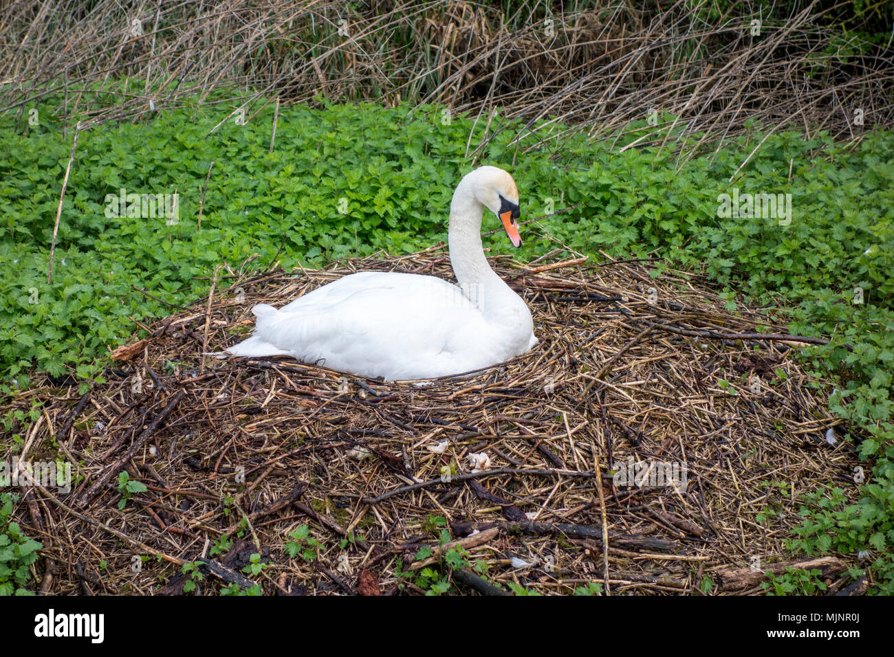 Swan sat on a nest nesting in Grantchester, Cambridge, UK Stock Photo ...