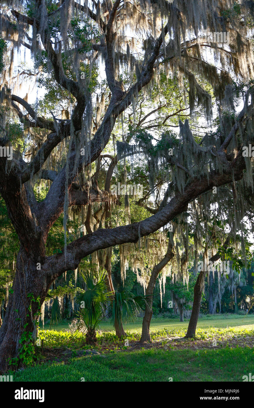 Spanish moss hanging from trees in central Florida Stock Photo - Alamy